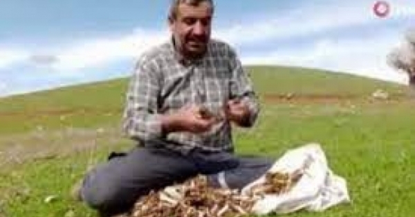 'Kenger bitkisi' köylülerin geçim kaynağı oluyor